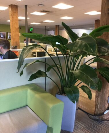 Interior Landscaping - Plantwerks